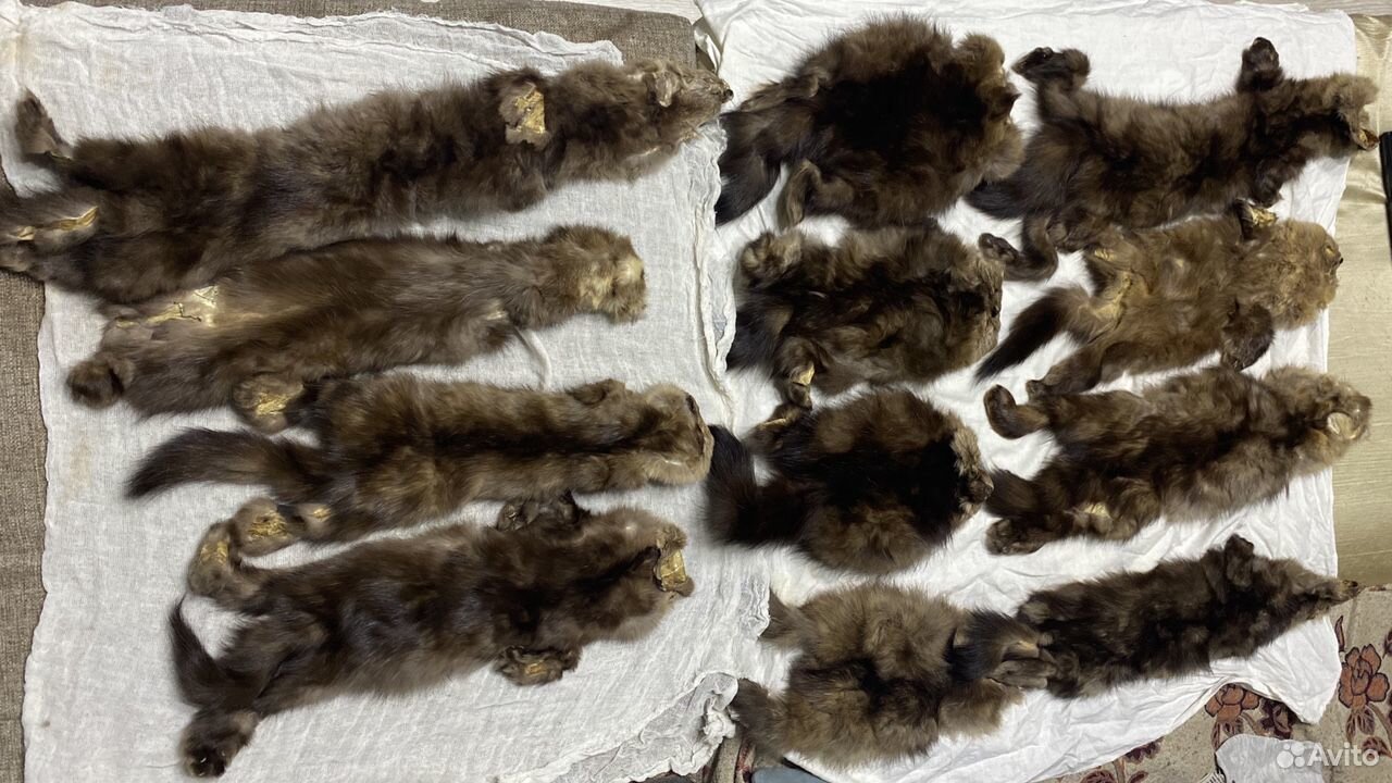 Шкуры соболя