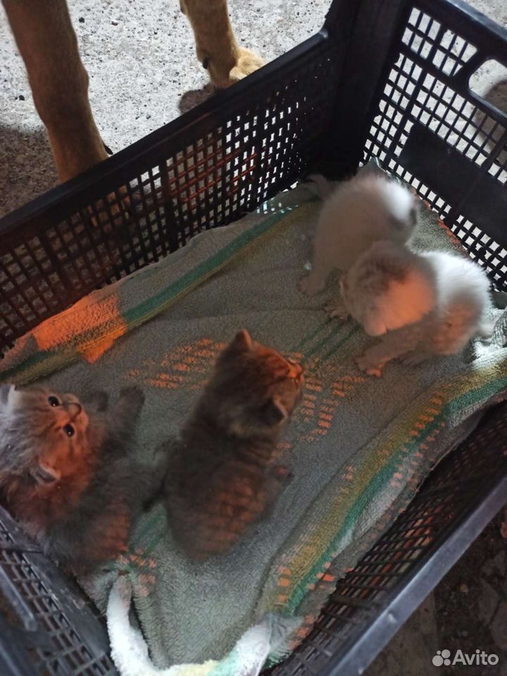 Кошка