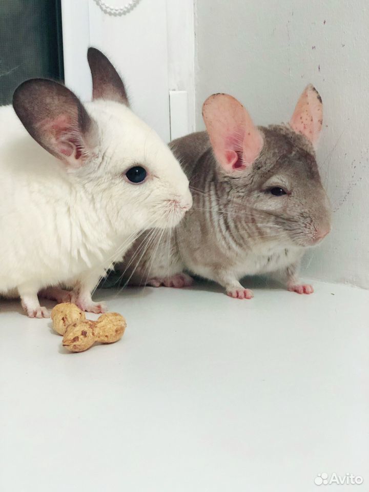Шиншиллы (пара)