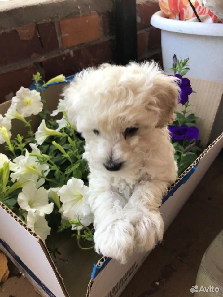 Той-пудель, щенки, белый окрас, собаки