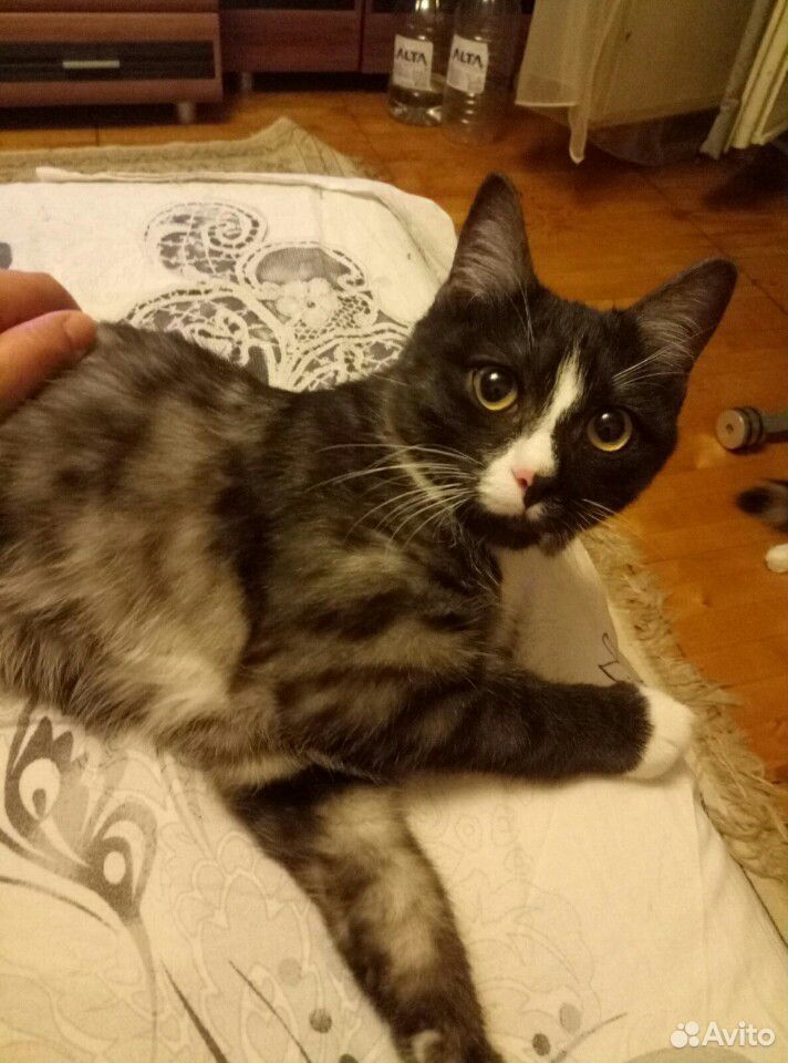 Кошка