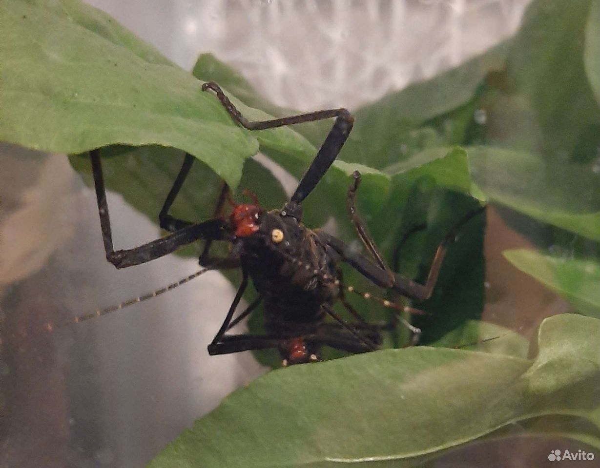 Кордильерский палочник(Peruphasma schultei)