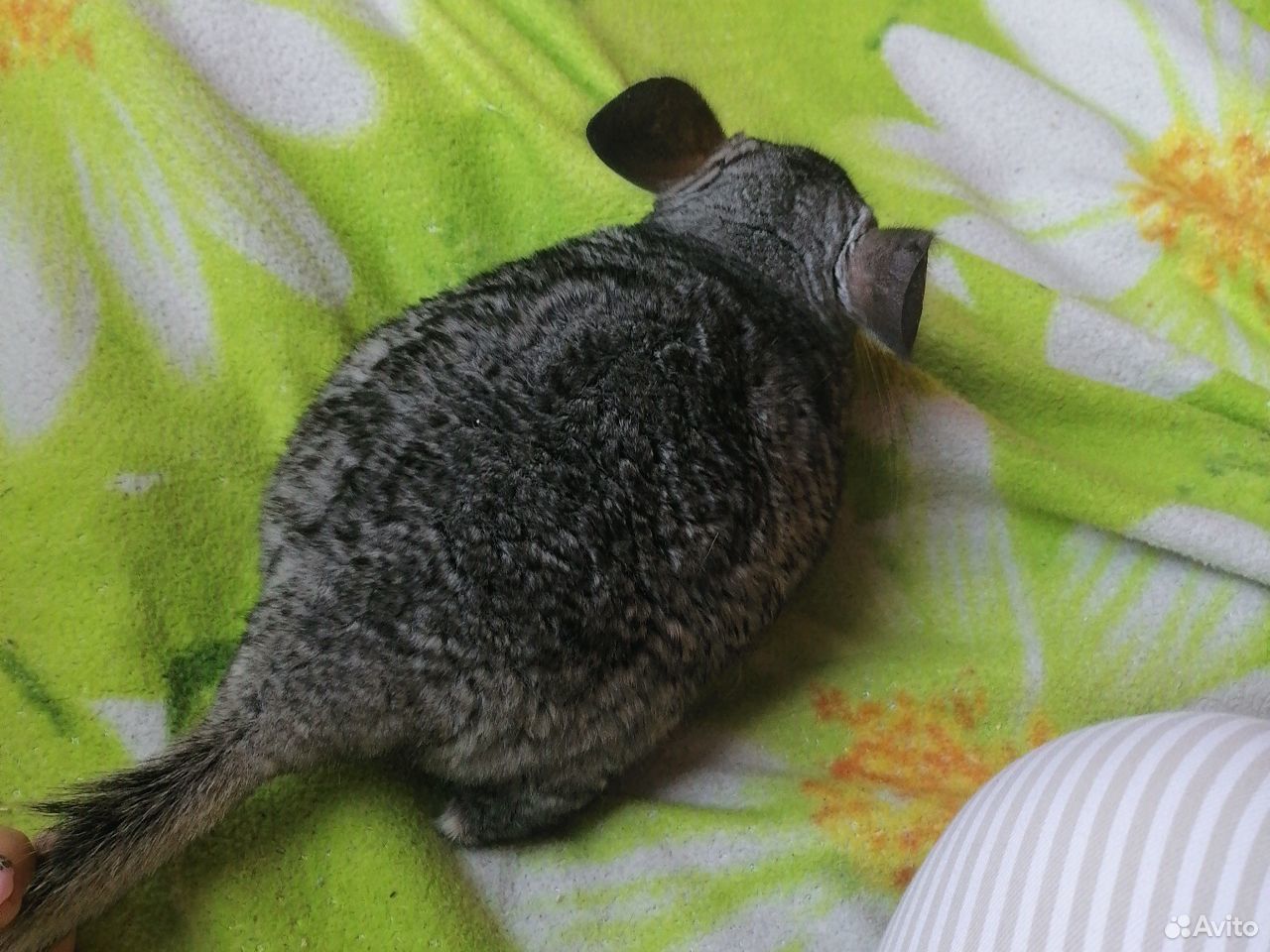 Шиншилла стандарт