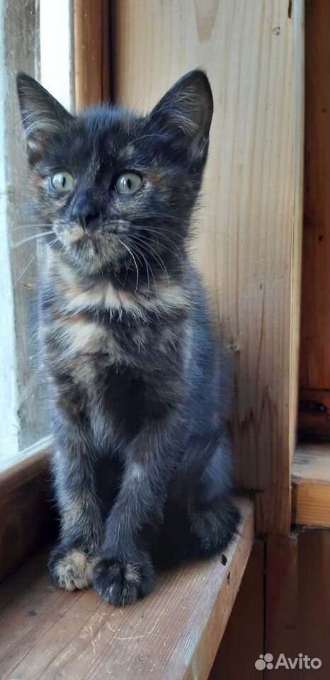 Кошечка 2,5 месяца