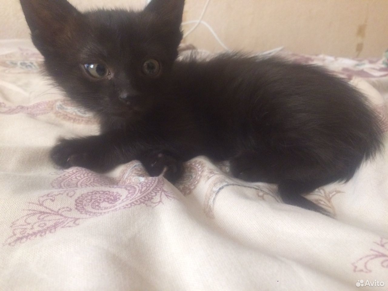 Котята