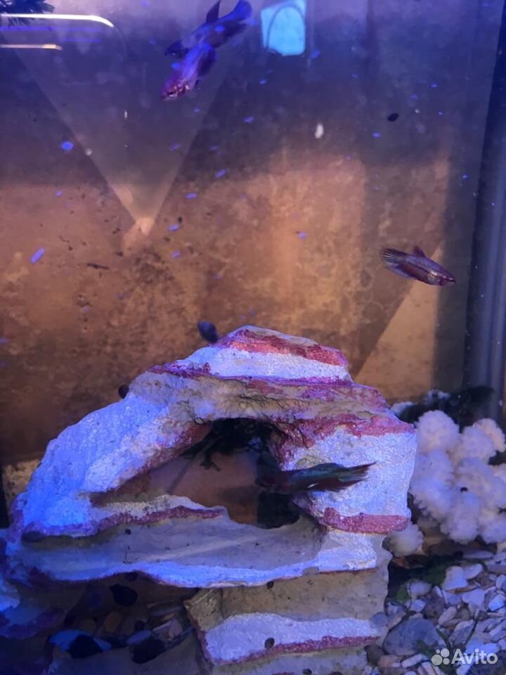 Рыбки петушки