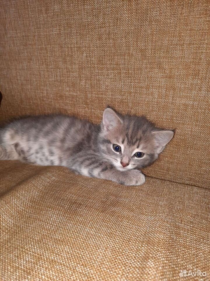 Котёнок мальчик