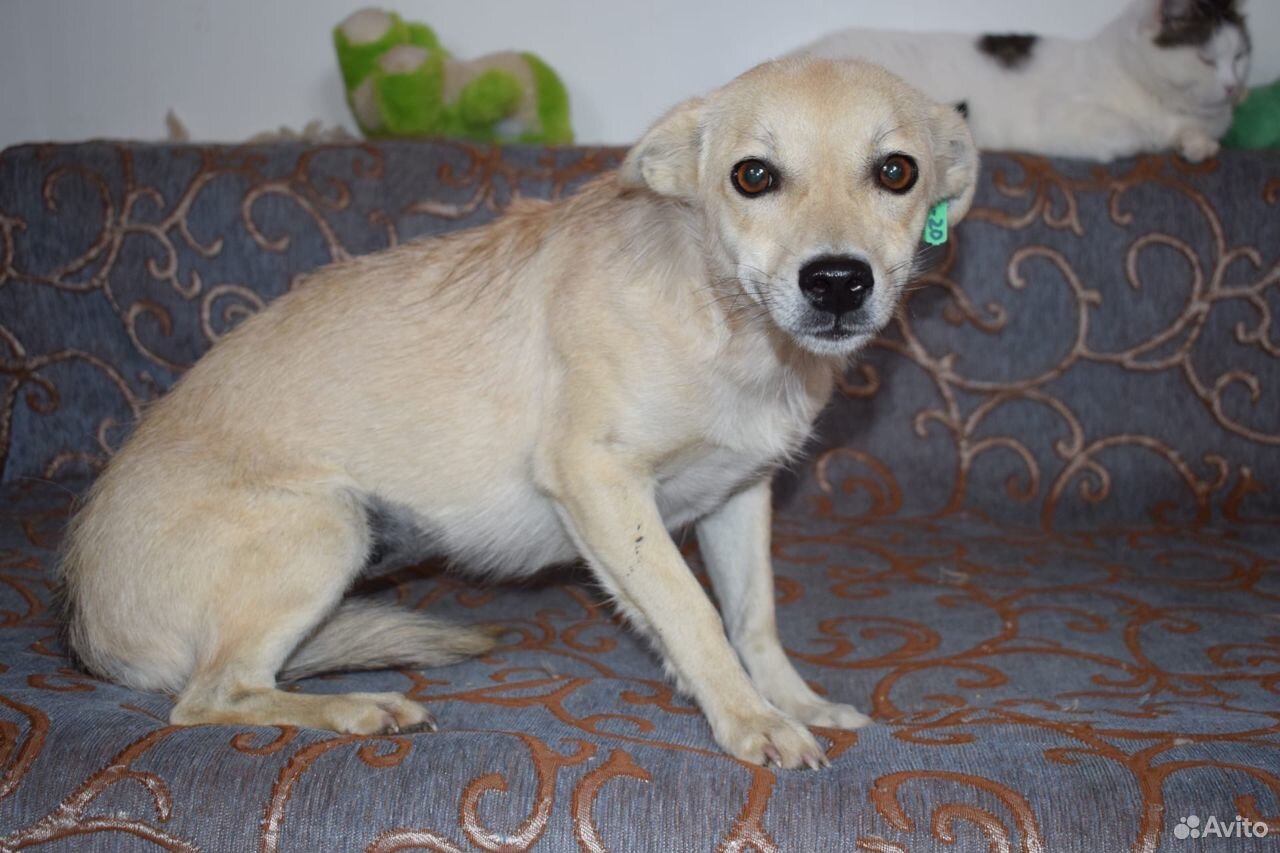 Крошке из приюта очень нужен дом