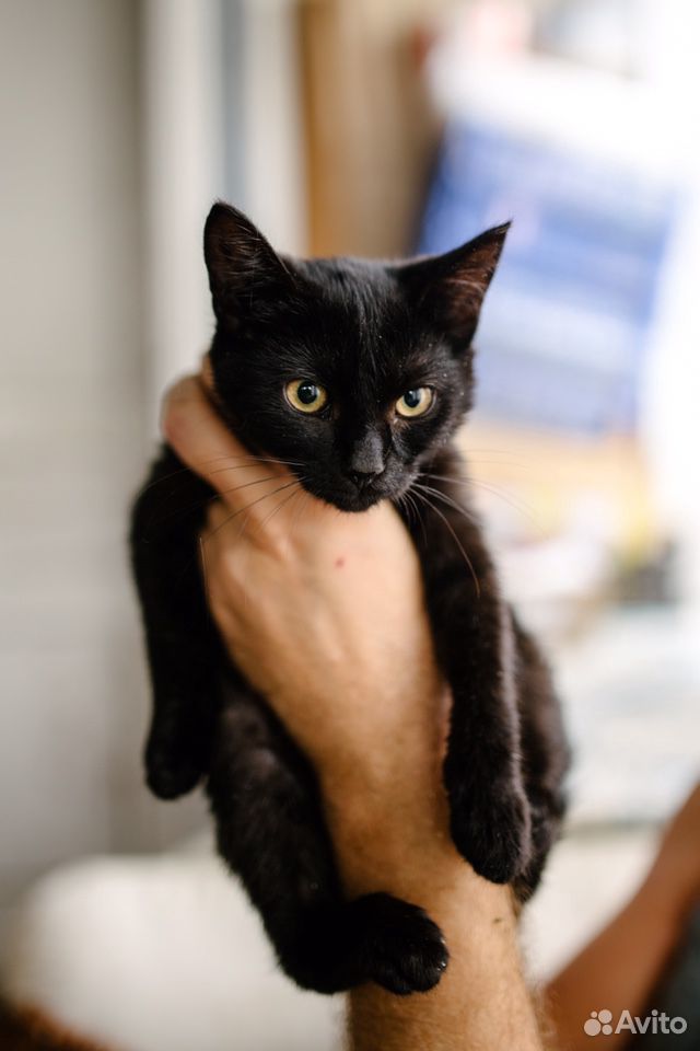 Котёнок Багира ищет дом