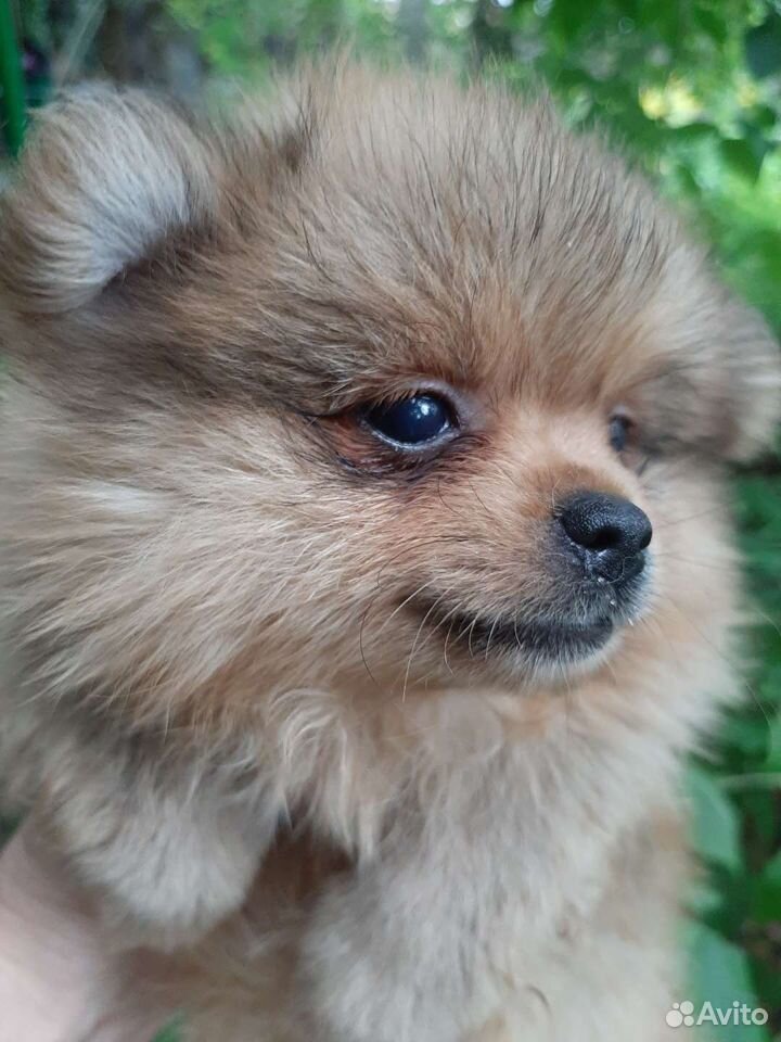 Шпиц