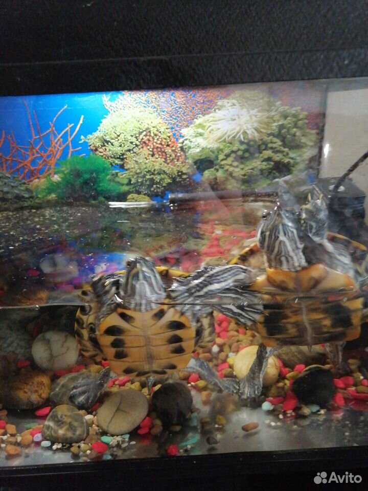 Красноухие черепахи