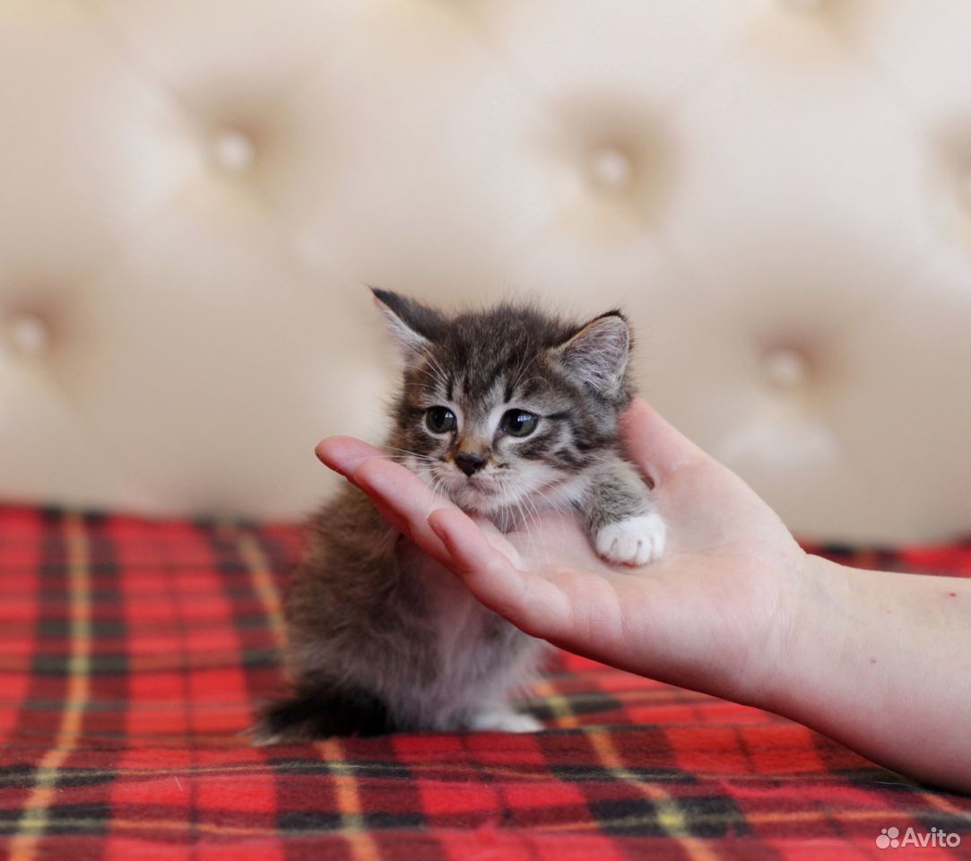 Маленький котенок Рыся-мечтает о доме