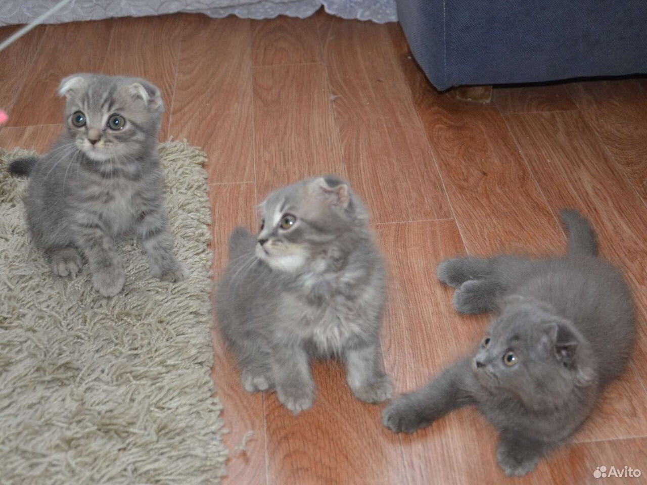 Котята скоттиш фолд