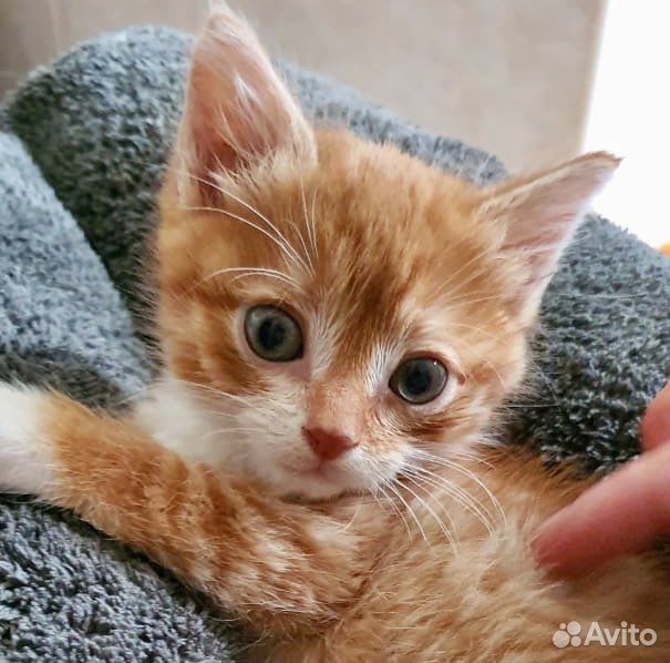 Котёнок девочка 1-1,5месяца