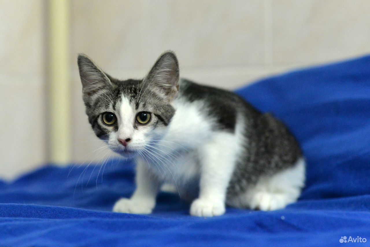 Котята приюта ищут дом