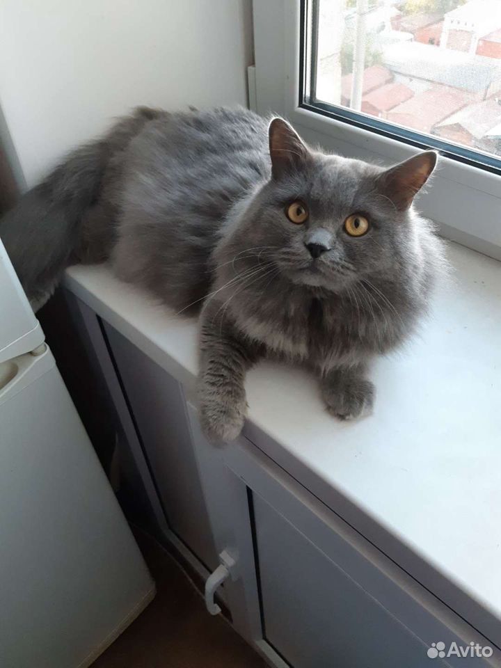 Кот длинношёрстный британец