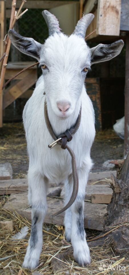 Продаю молодую козочку