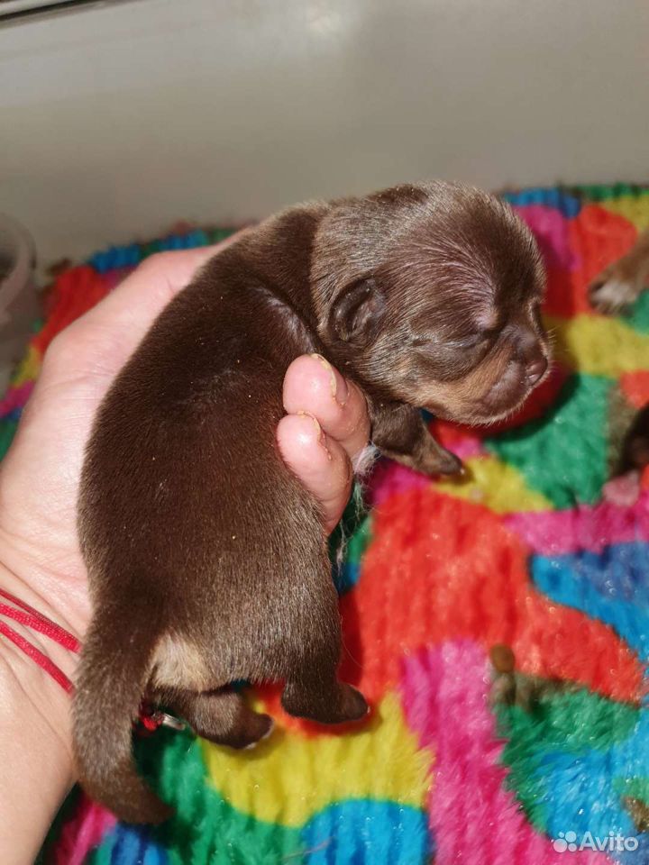 Микро малыши чихуахуа беби фейс