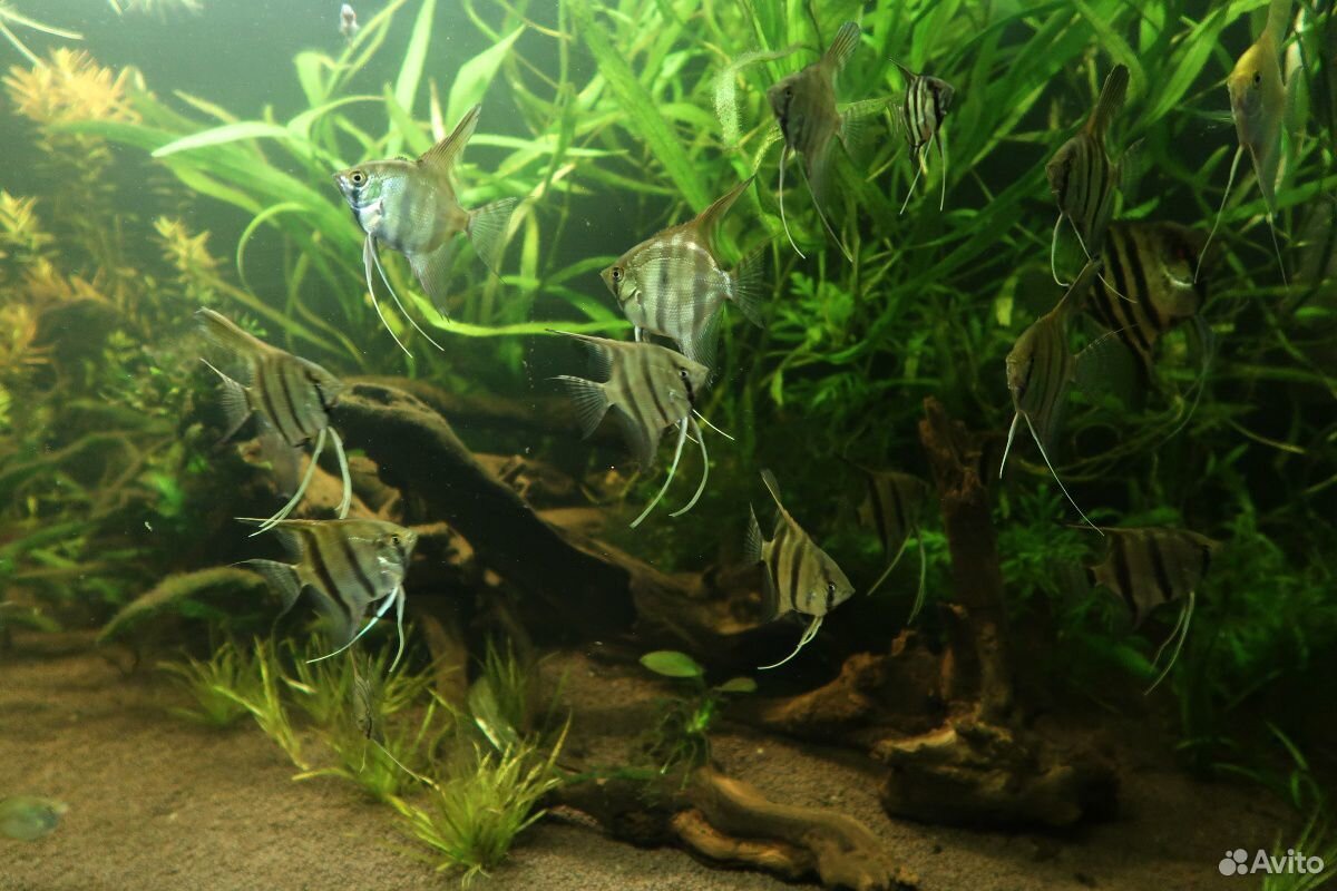 Малёк скалярий