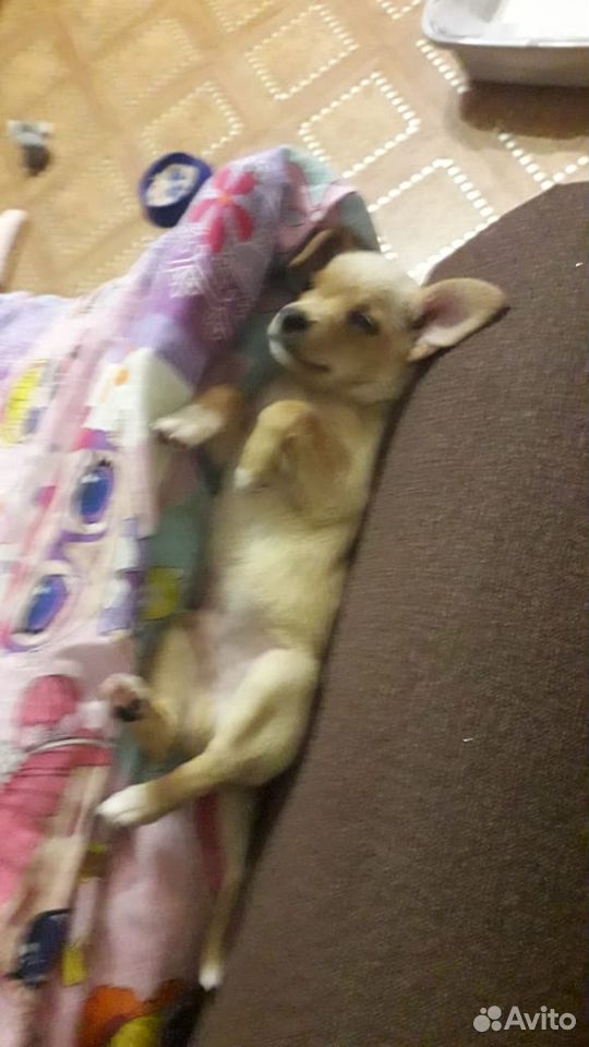 Щенок 2месеца смесь Шпица с пекинесам