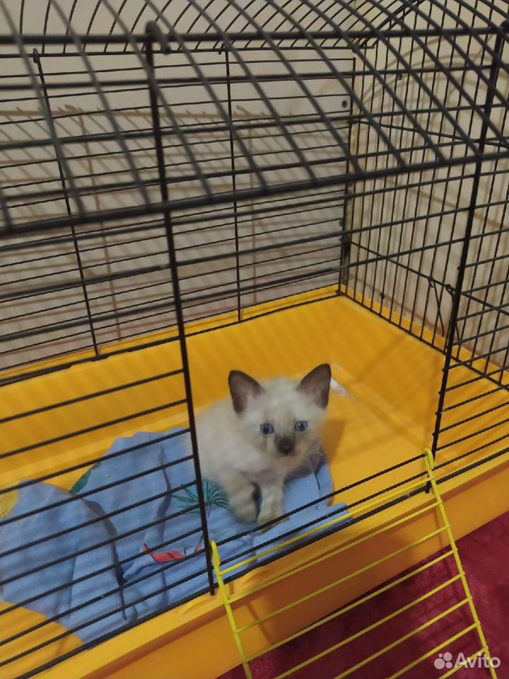 Тайский котенок