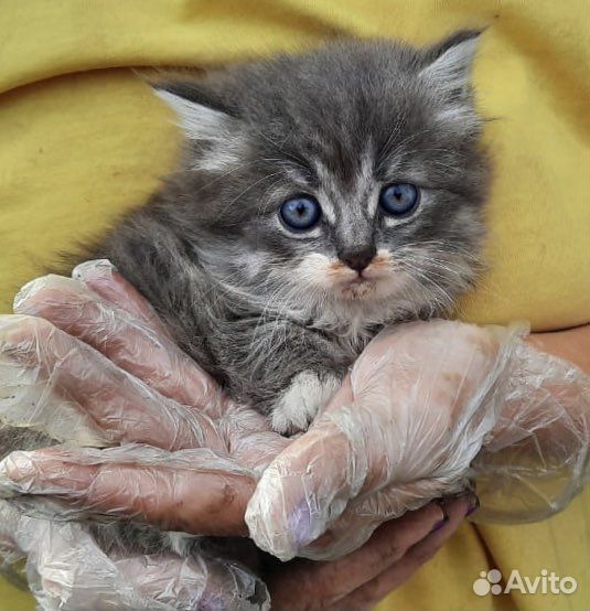 Котята