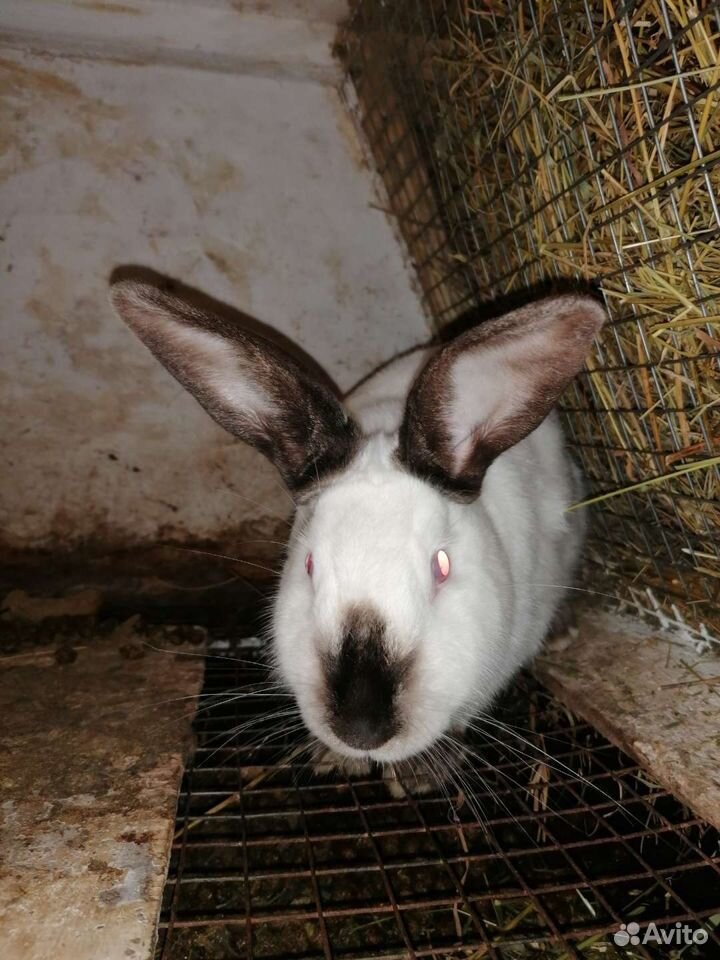 Кролик