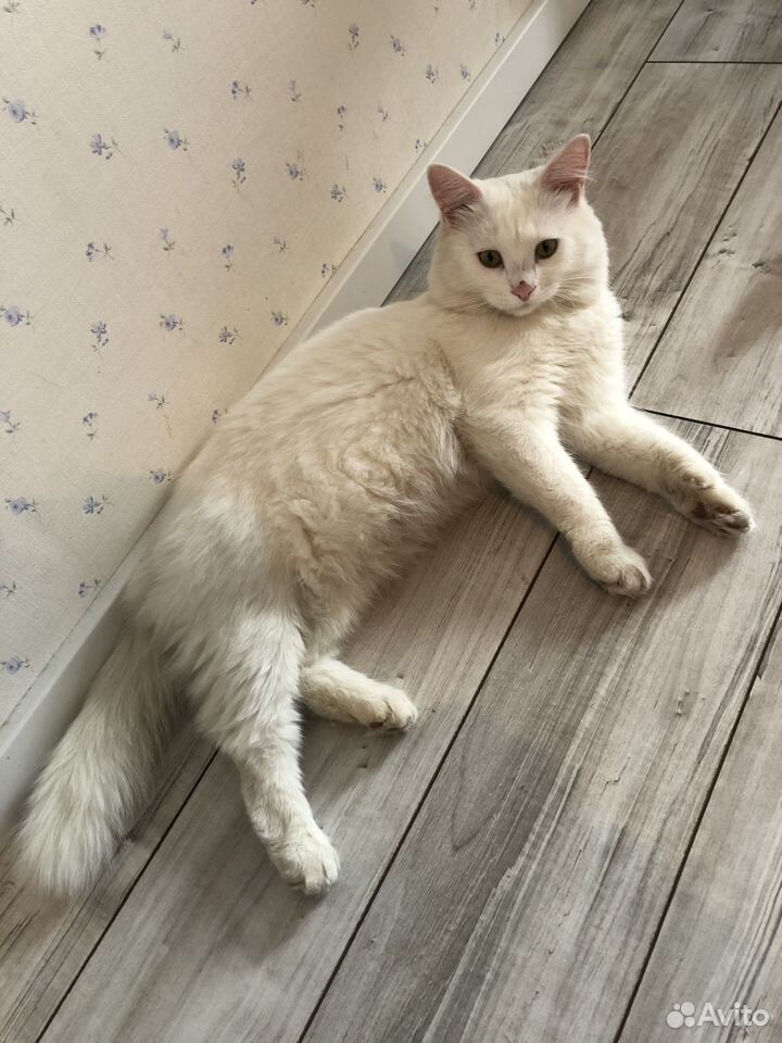 Кот