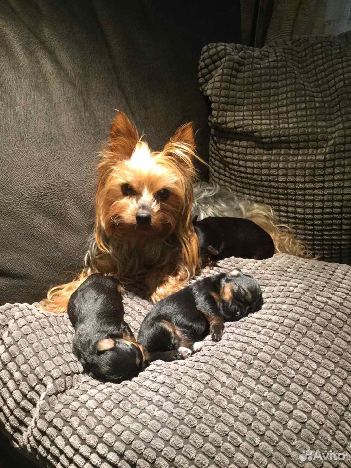 Йоркширский терьер