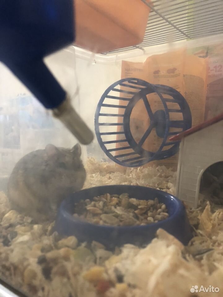 Джунгарский хомяк