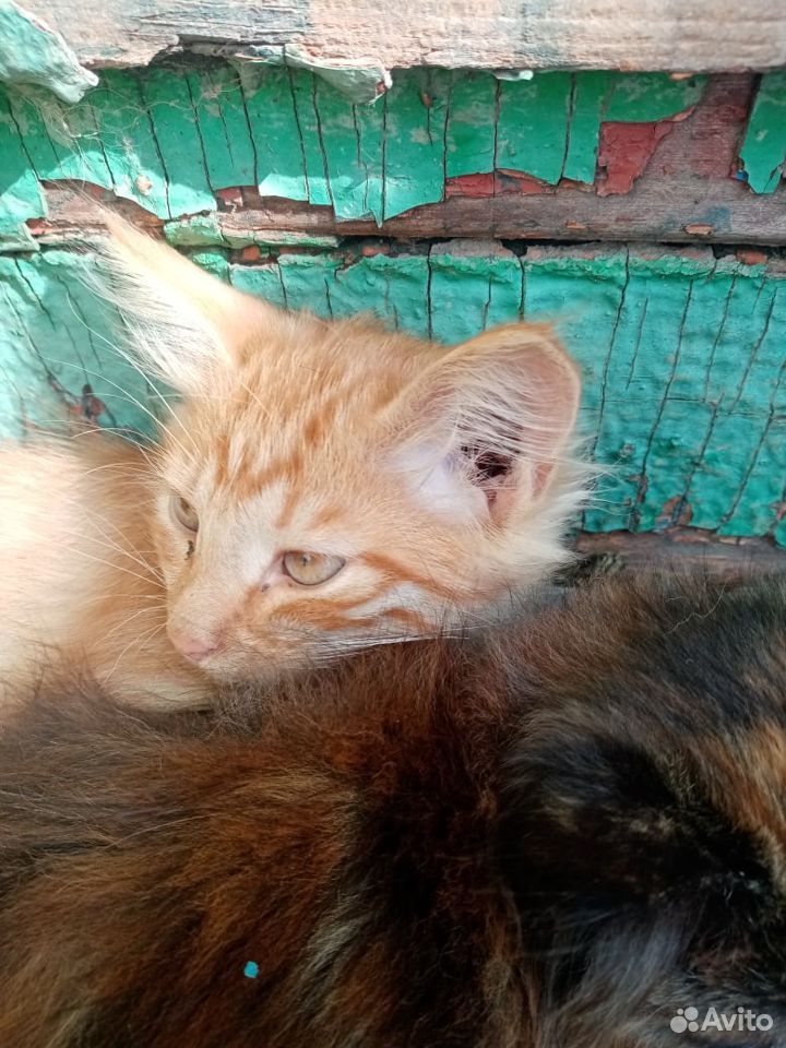 Отдам котят рыжиков