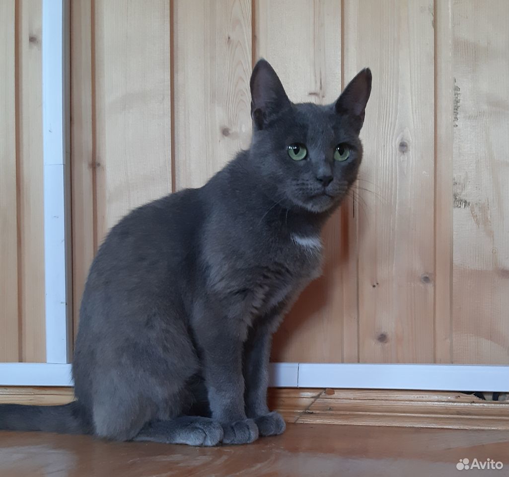 В добрые руки