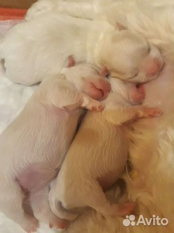 Мальтийская болонка