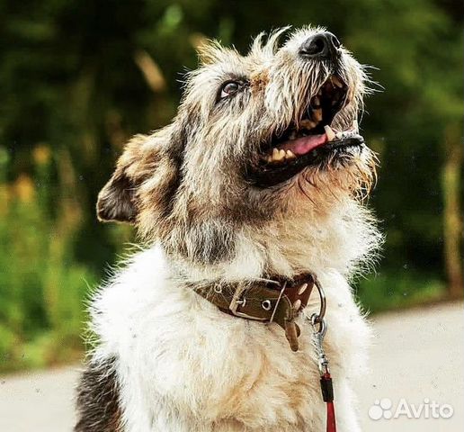 Гоша ищет дом