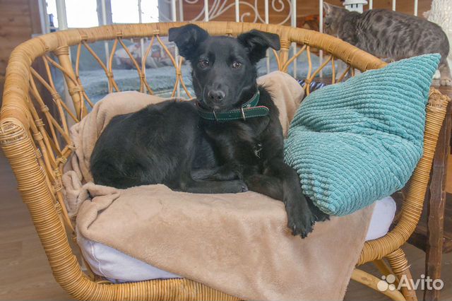 Щенок подросток Джуна 5 мес. Стерилизована