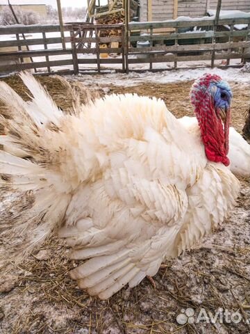 Семья индюков