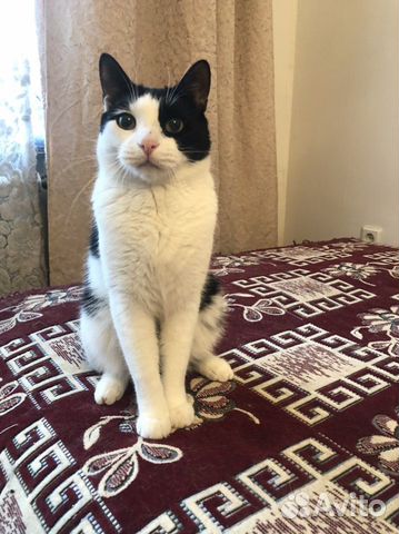Кот