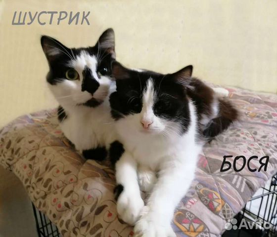 Шустрик и Бося, отдам в хорошие руки