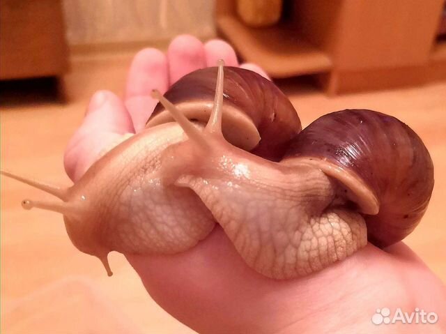 Улитка ахатина пантера