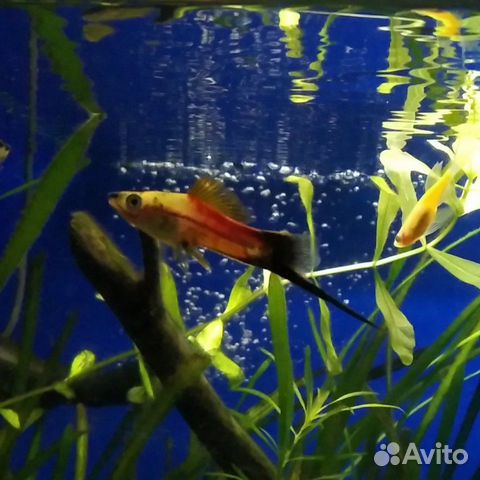 Меченосец ананасный самец взрослый