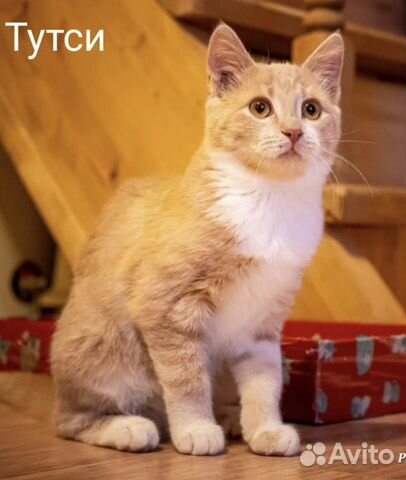 Рыжие котята Тутси и Сьюзи 4 месяца в добрые руки