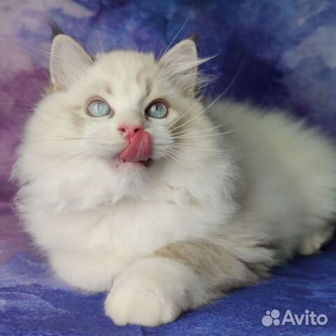 Вилли, мальчик сил биколор линкс