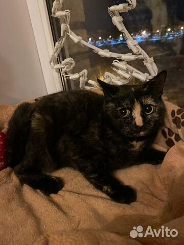 Кошечка-подросток Майя в добрые руки