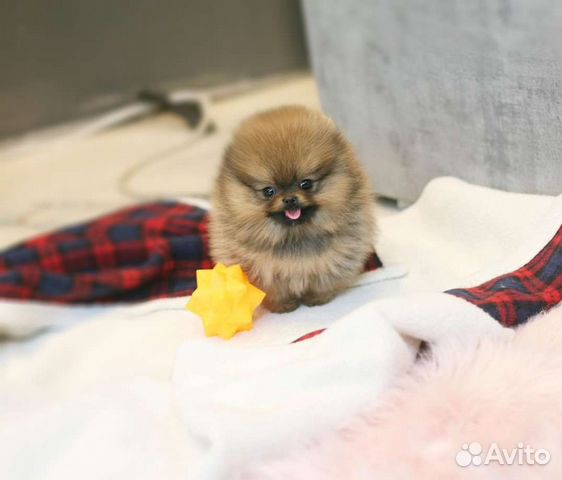 Micro и Mini Мимишки