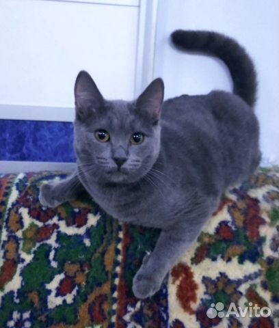 Кошечка Багира отдам в добрые руки