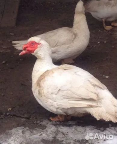 Индоутки. Мускустная утка