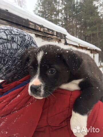 Собака, щенок 2 мес. Симпатяжка