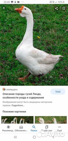 Племеные гуси Линда