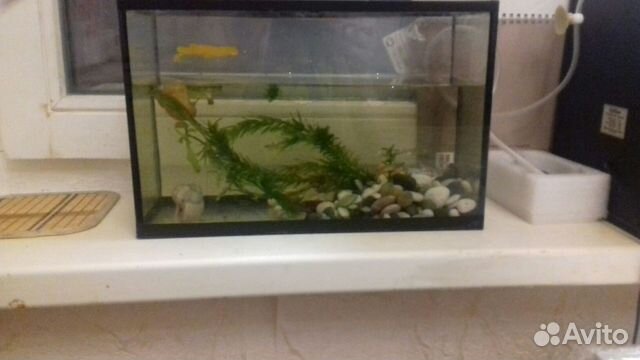 Аквариум 9,5л, рыбки и пр