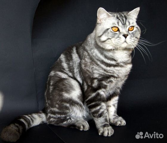 Вязка с шотландским котом